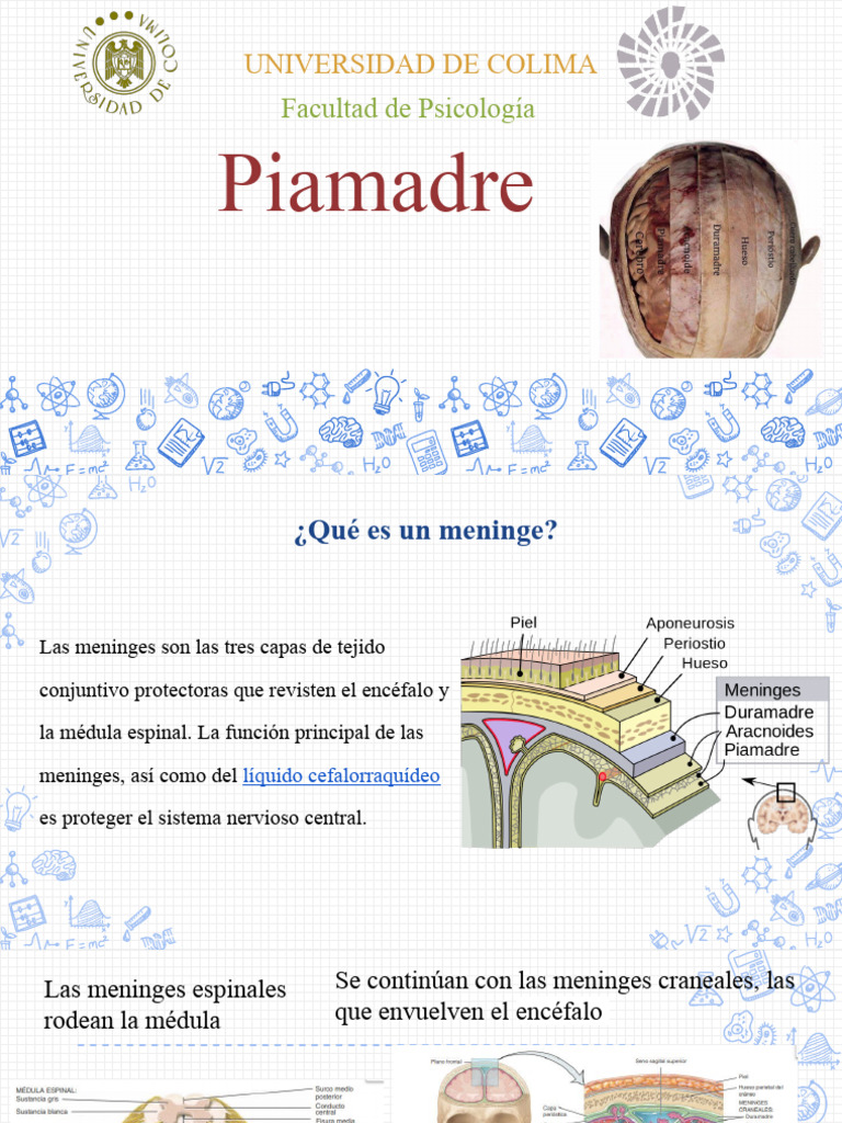 Piamadre | PDF | Fluido cerebroespinal | Médula espinal