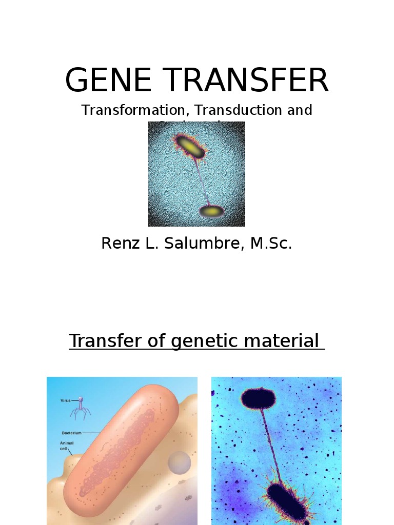 Gene Transfer in Bacteria | Bacteriophage | Plasmid