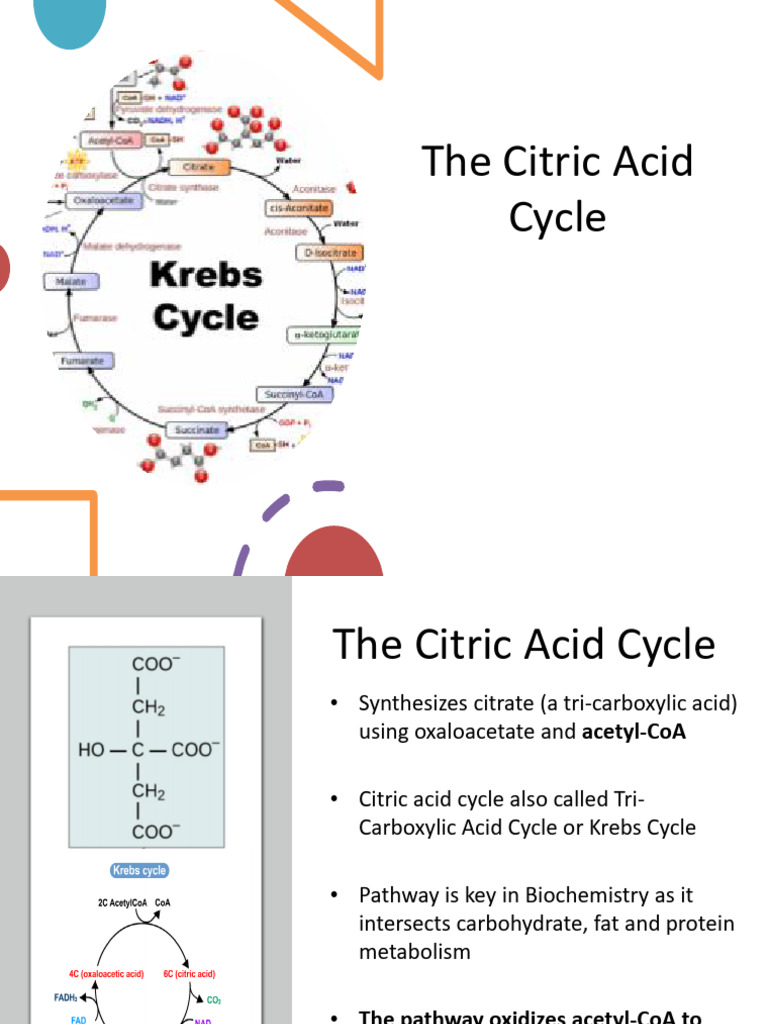 The Citric Acid Cycle | PDF | Diet & Nutrition | Chemistry