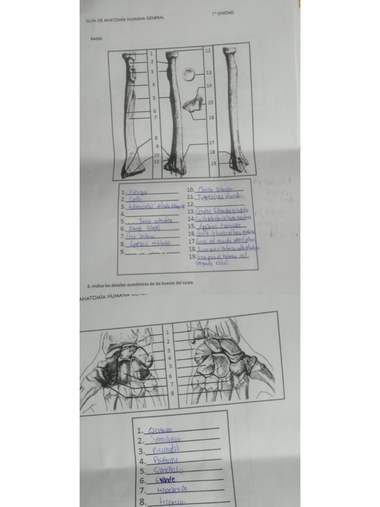 Miembro Superior | PDF