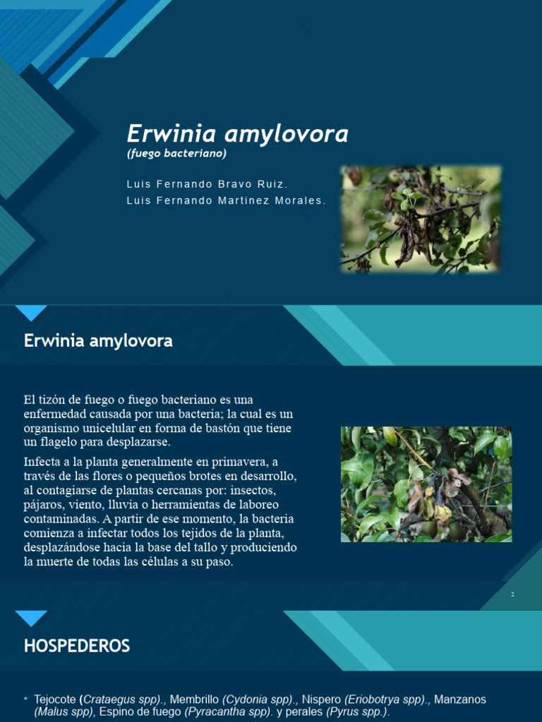Erwinia Amylovora Fernando 2 | PDF | Las bacterias | Organismos