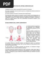 Triangulo de Farabeuf | PDF | Anatomía humana | Cabeza y cuello humanos