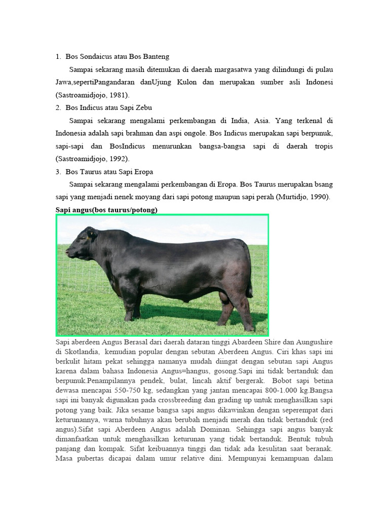 Bos Sondaicus Atau Bos Banteng | PDF