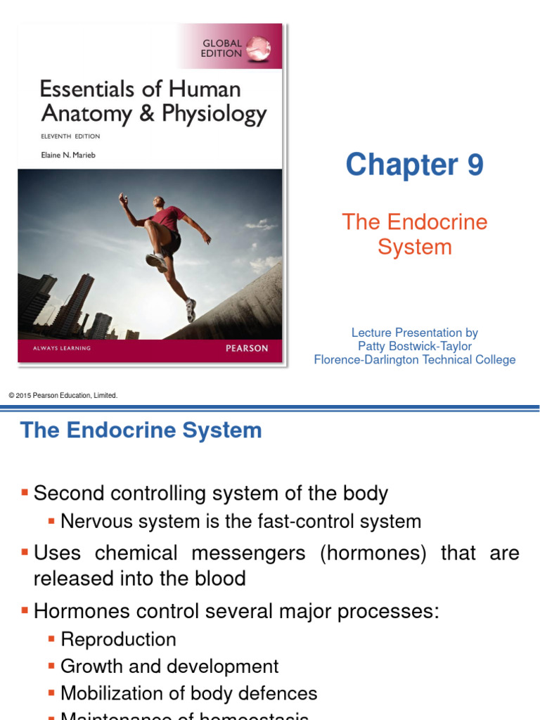 Endocrine | PDF | Endocrine System | Hormone