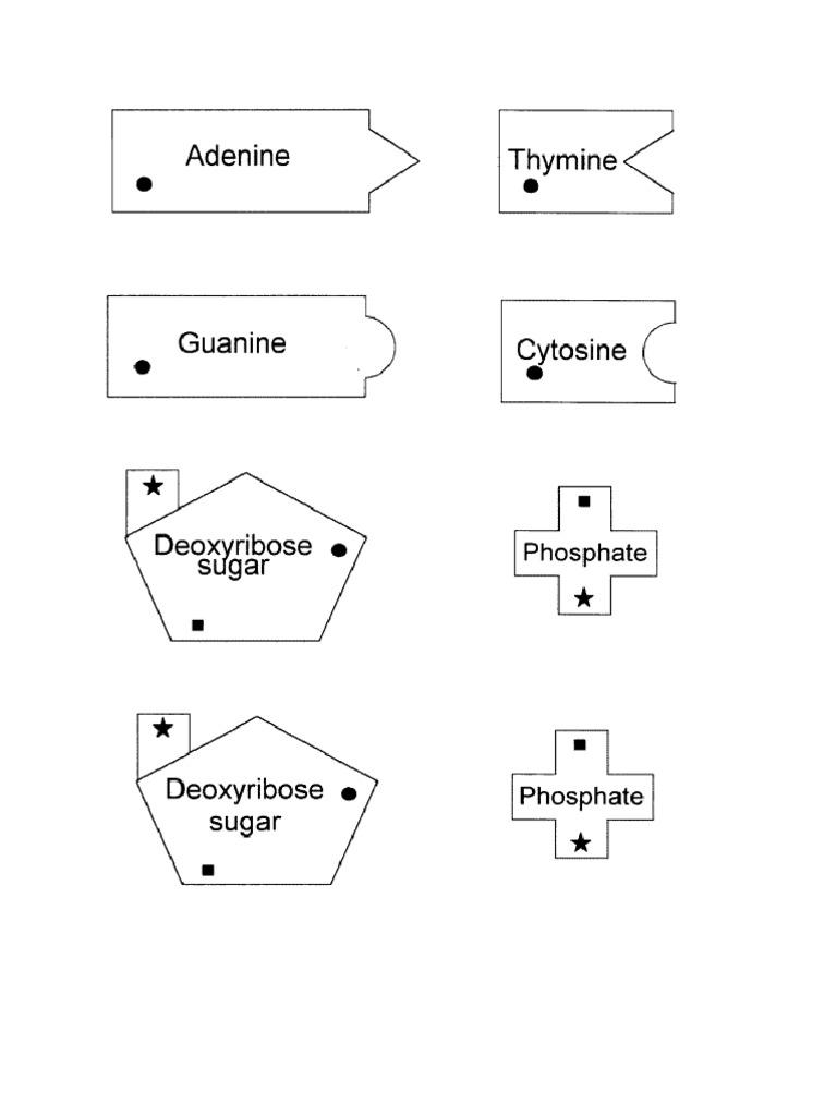 DNA Template | PDF