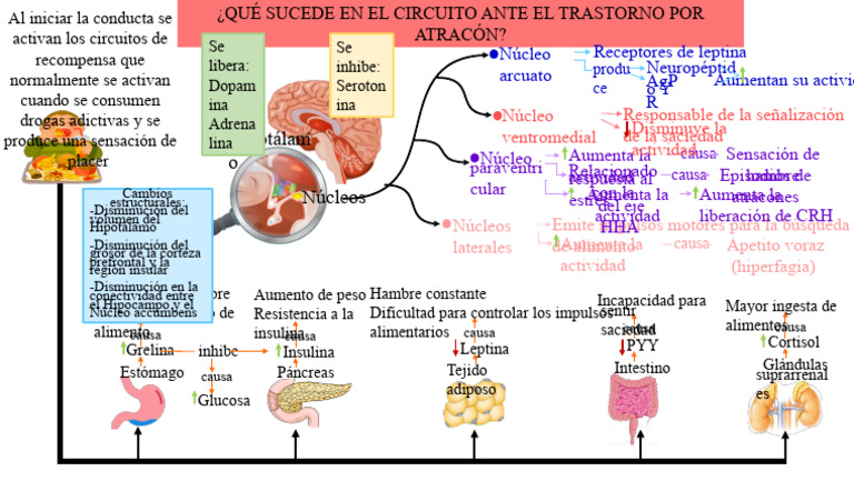 Esquema Circuito | PDF | Leptina | Hipotálamo