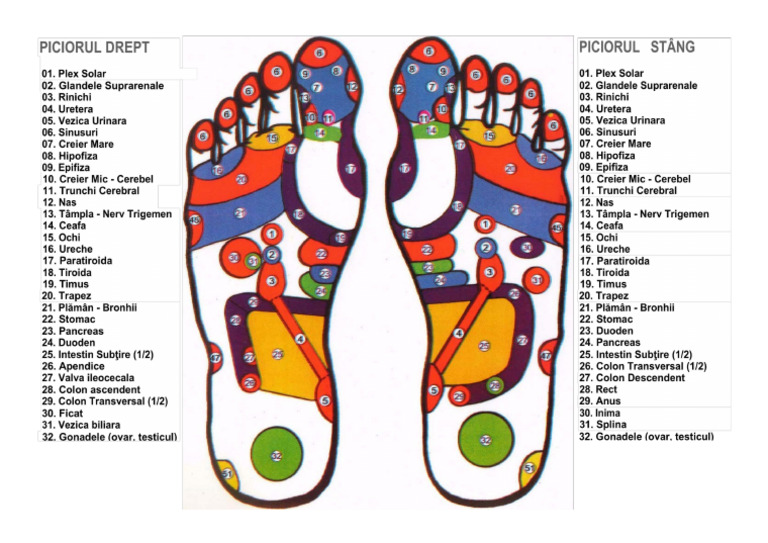 Plansa Plantara 1 | PDF