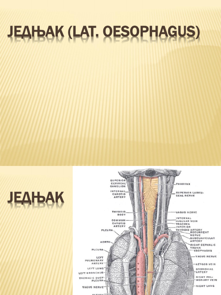 Jednjak | PDF