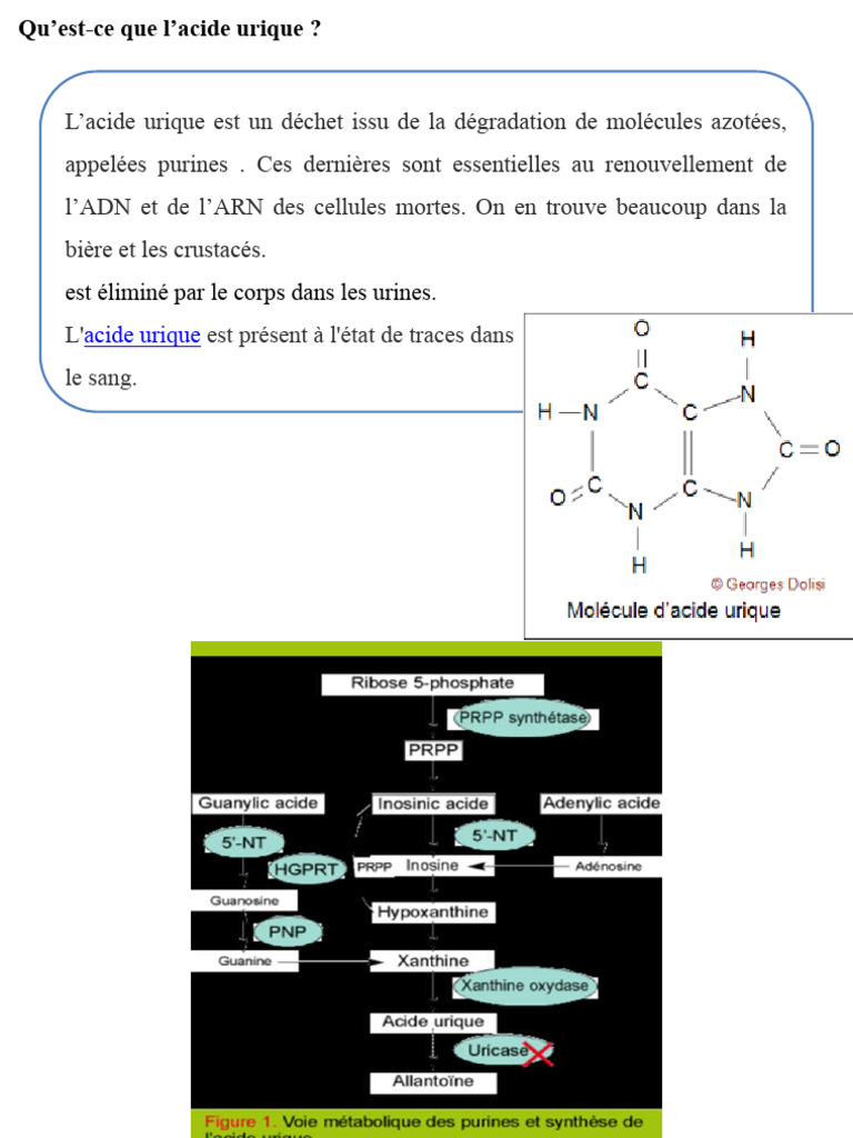 Comprendre l'acide urique et ses effets | PDF | Goutte (maladie) | Médecine