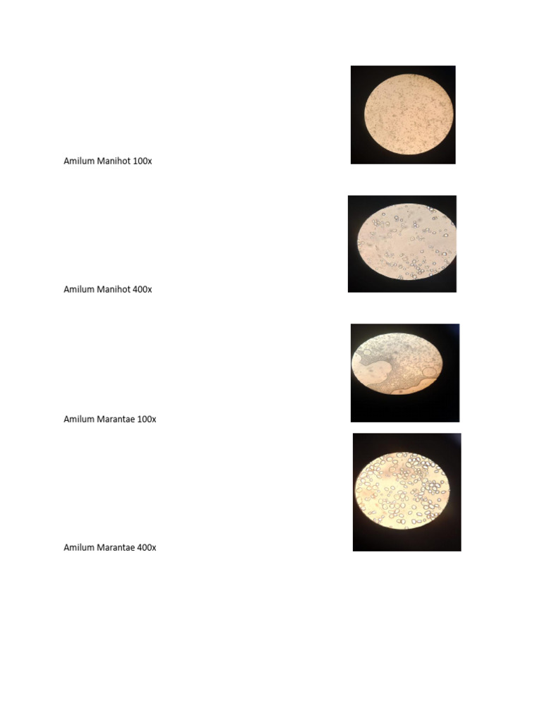 Amilum Manihot 100x | PDF