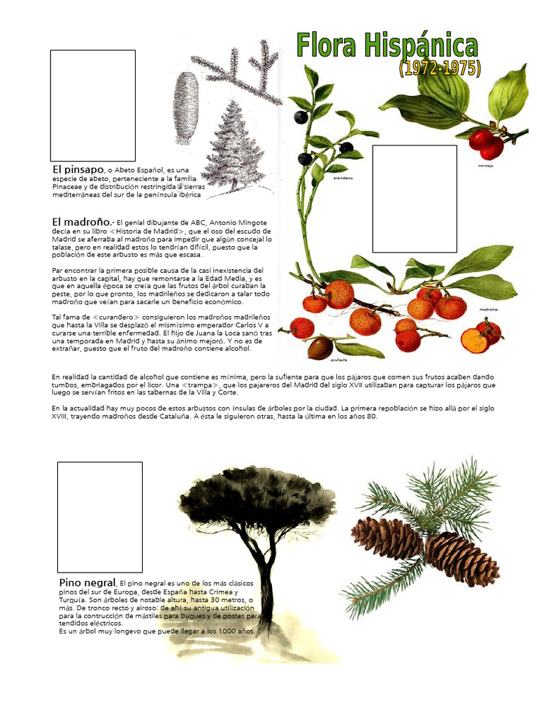 Flora Hispanica | PDF | Islas Canarias | Botánica