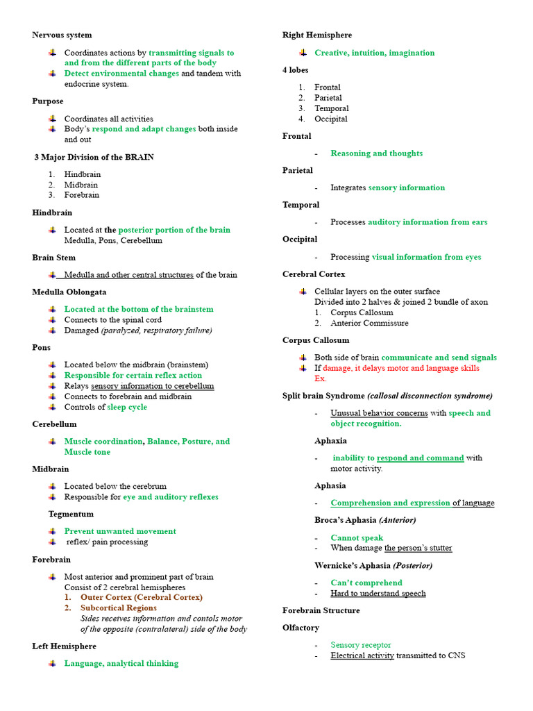 The Nervous system (notes) | PDF | Brainstem | Brain