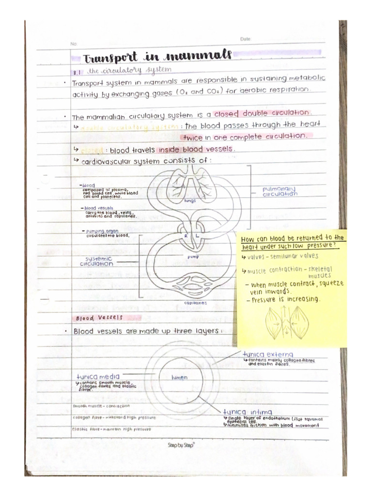 Transport in Mammals | PDF