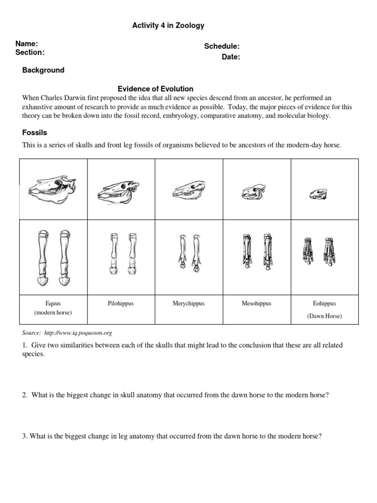 Evidence of Evolution | PDF | Evolution | Biology