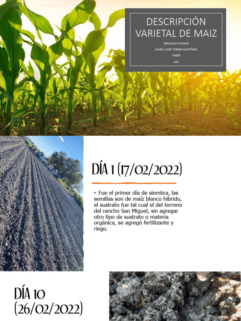 Descripción Varietal de Maiz 2 | PDF | Hoja | Organismos