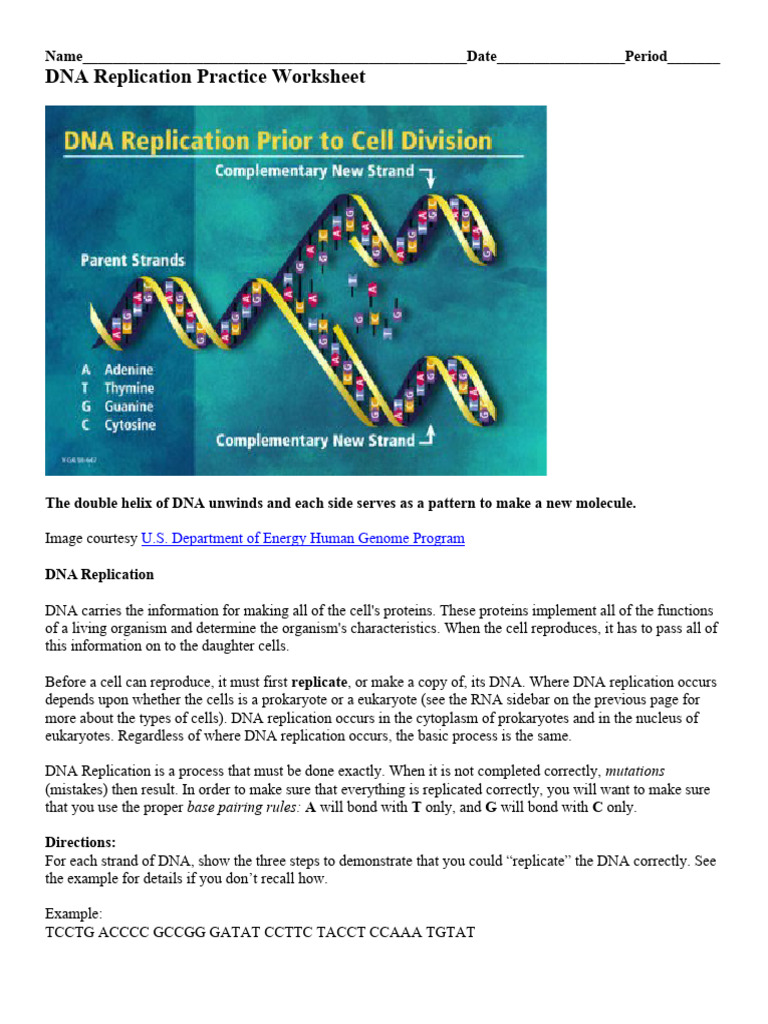 23 - DNA Replication Practice Worksheet 2 | PDF | Dna Replication | Dna