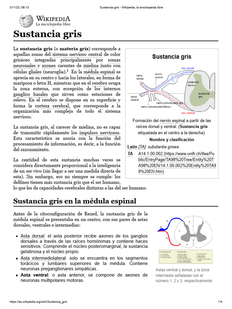 Sustancia gris - Wikipedia, la enciclopedia libre | PDF | Materia gris ...