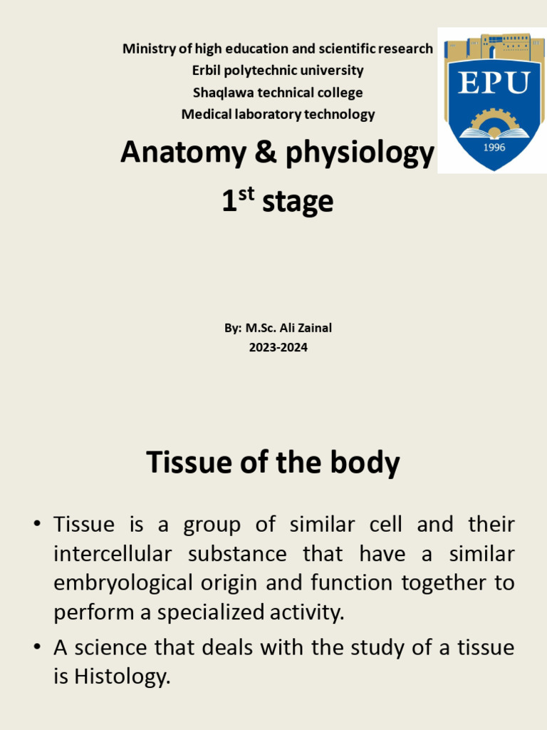 Anatomy Lec-2 | PDF | Epithelium | Connective Tissue Anatomy Lec-2 | PDF | Epithelium | Connective Tissue