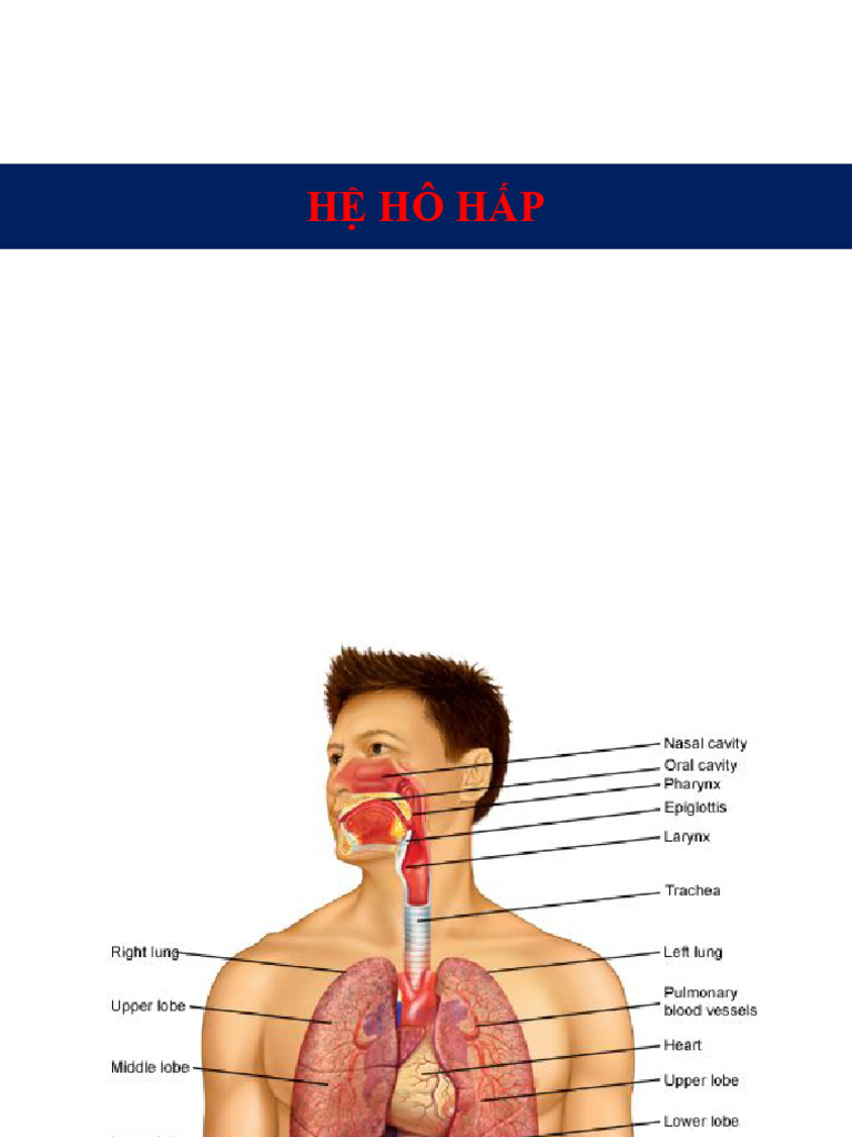 Giải phâu Hệ hô hấp_slide | PDF