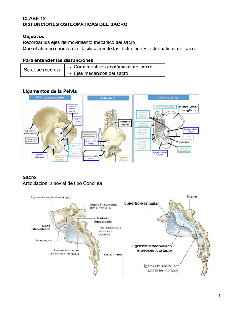 Clase 12 Sacro | PDF | La columna vertebral | Sistema esquelético
