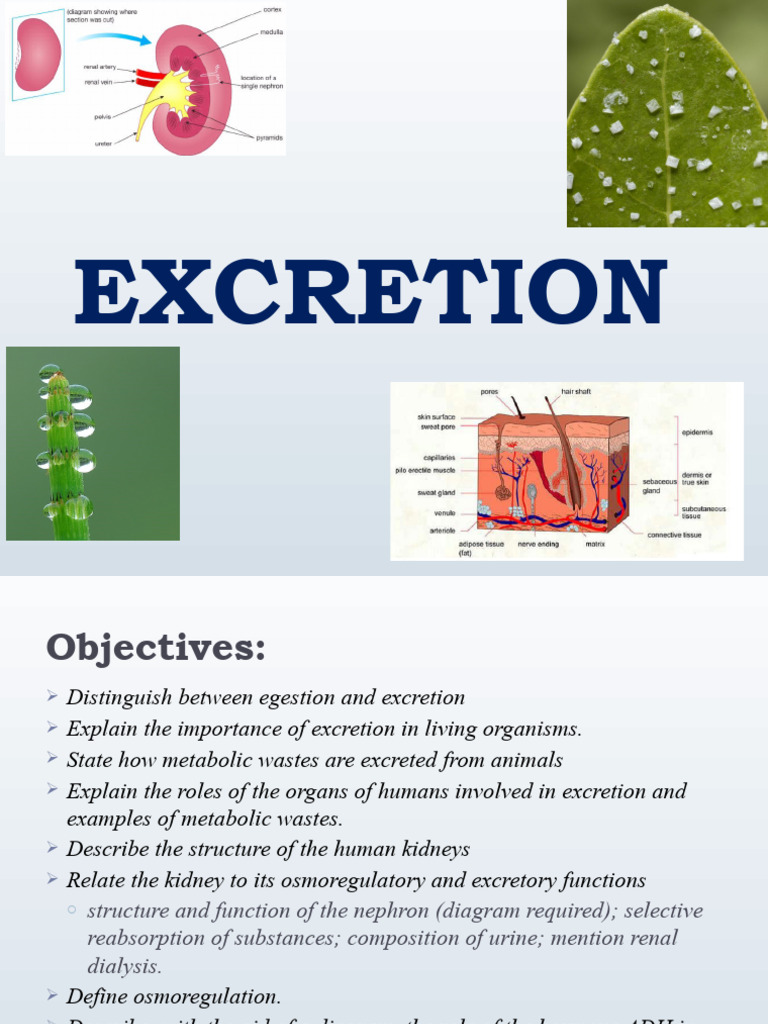 CSEC Biology Excretion. | PDF | Science & Mathematics
