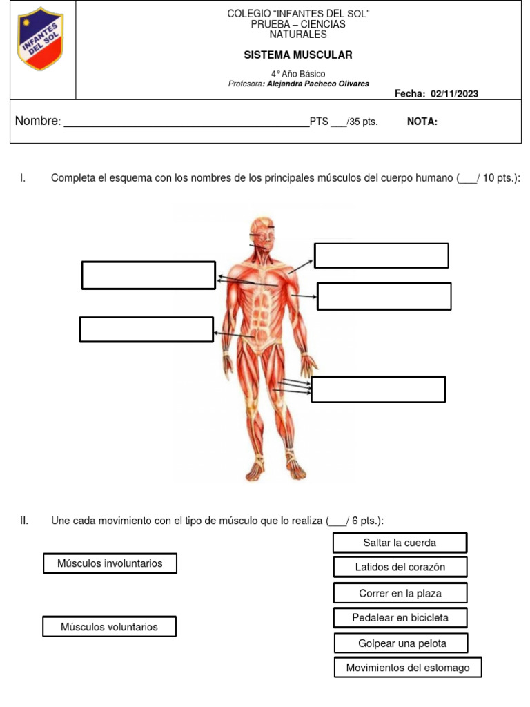 Prueba de Ciencias: Sistema Muscular 4° Básico | PDF | Músculo ...