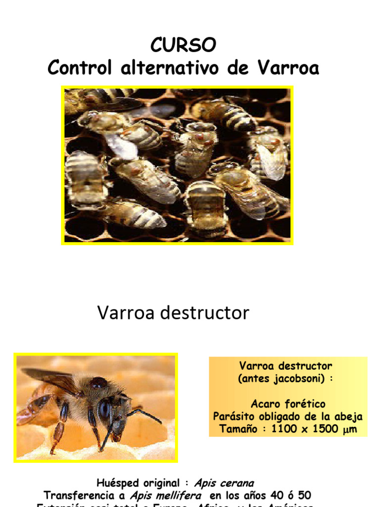 Control de Varroasis | PDF | La cría de insectos | Abejas