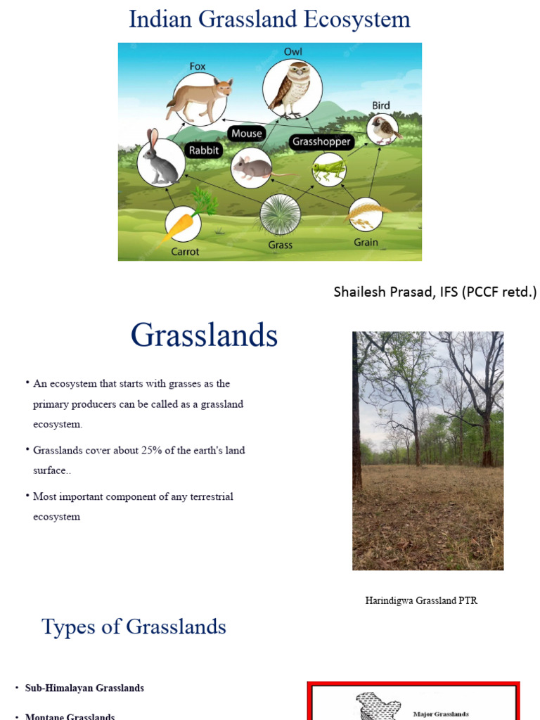 Grasslands | PDF | Grassland | Agriculture