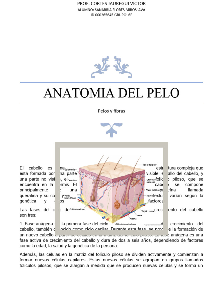 Anatomía del Pelo y su Estructura | PDF | Pelo | Anatomía