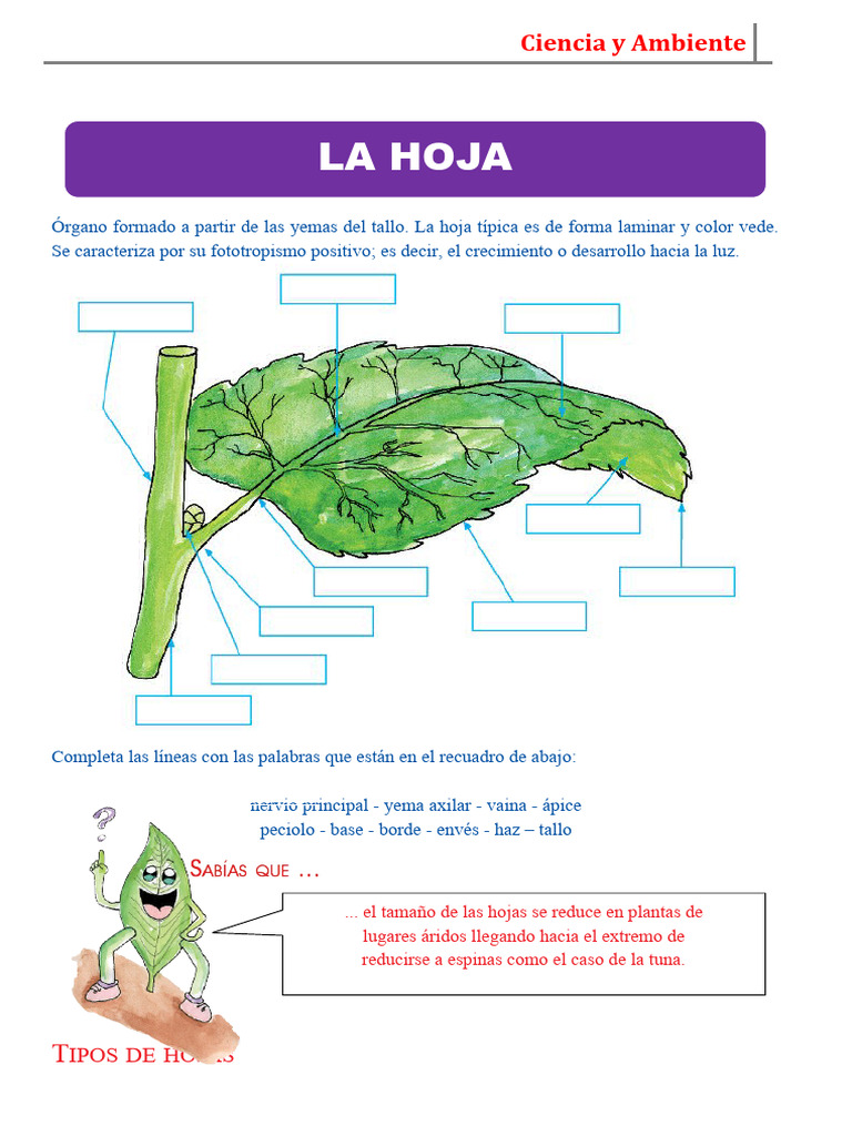 Partes y tipos de hojas vegetales | PDF | Estudios de idiomas ...