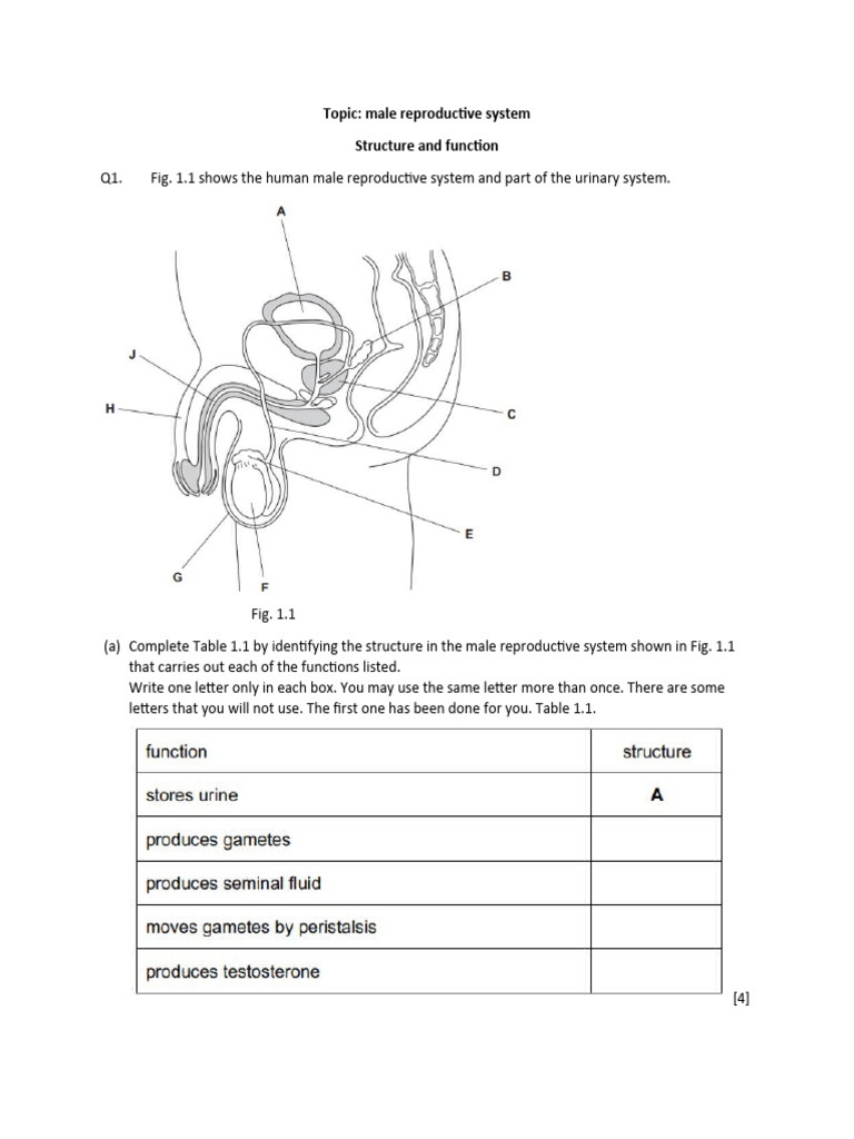 Male Reproductive System Quiz | PDF