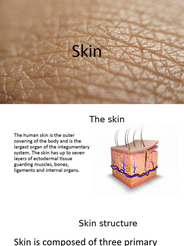 Understanding Human Skin Layers | PDF