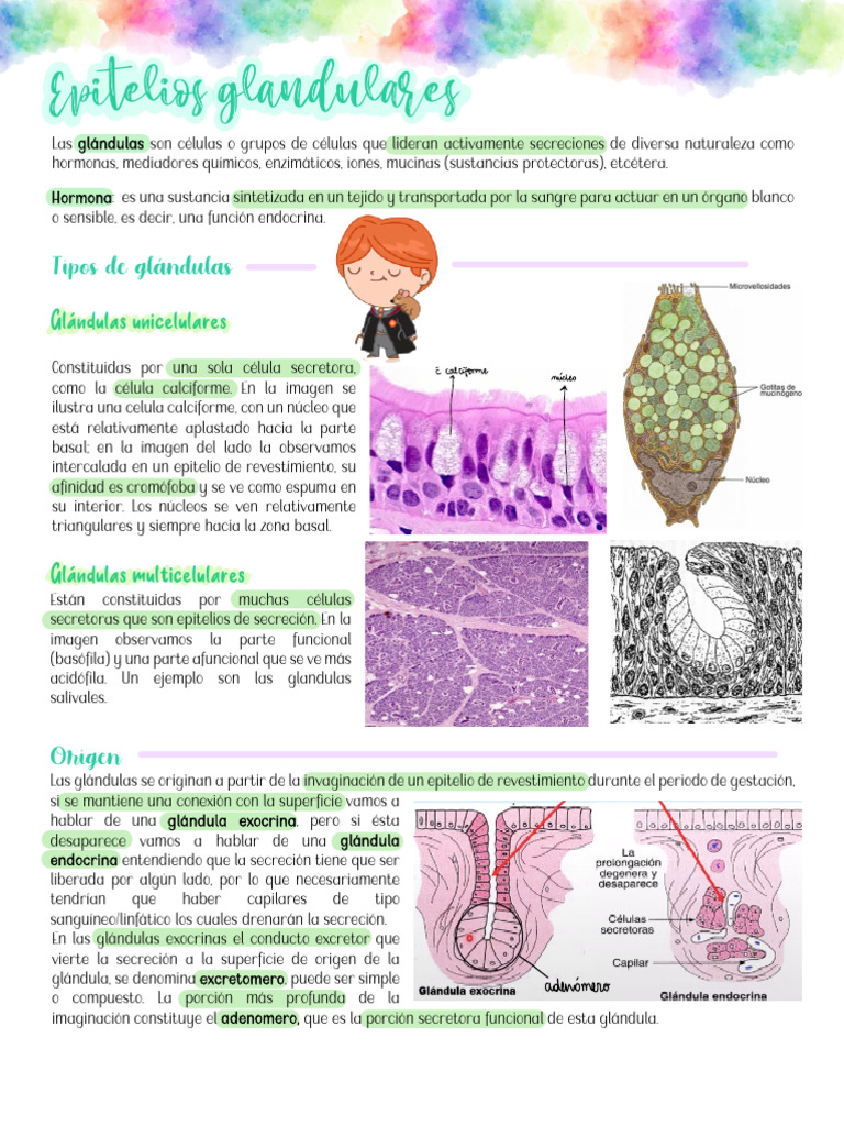 8 Epitelios Glandulares | PDF | Sistema endocrino | Epitelio