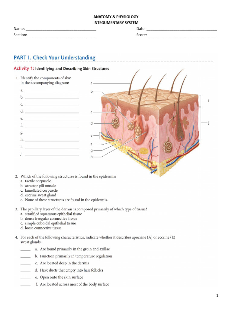 INTEGUMENTARY-WORKSHEETS | PDF