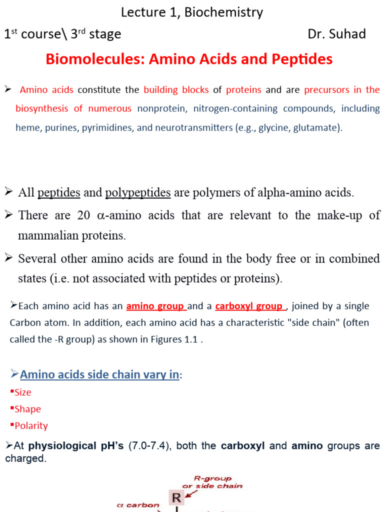Lecture 1 Biochemistry 2023-2024 | PDF | Amino Acid | Acid