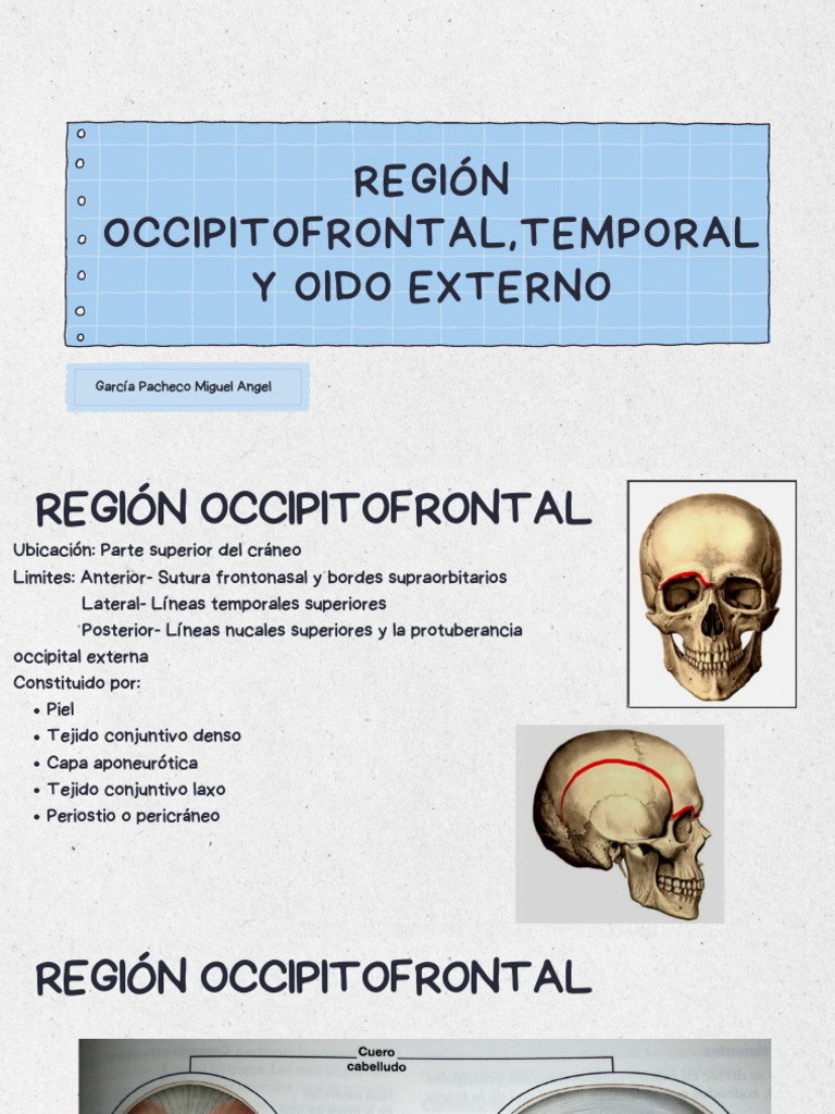 Región occipitofrontal,Temporal y oido externo (1) | PDF | Oído ...