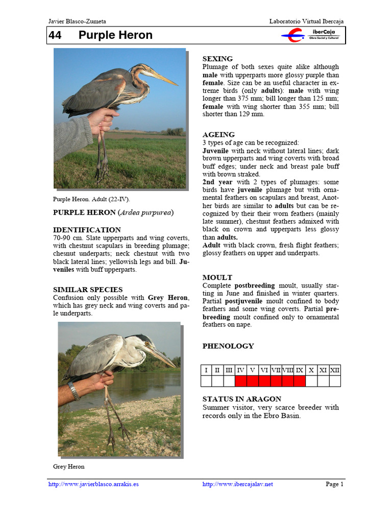 Purple Heron Identification Guide | PDF | Fauna | Birds Of Eurasia