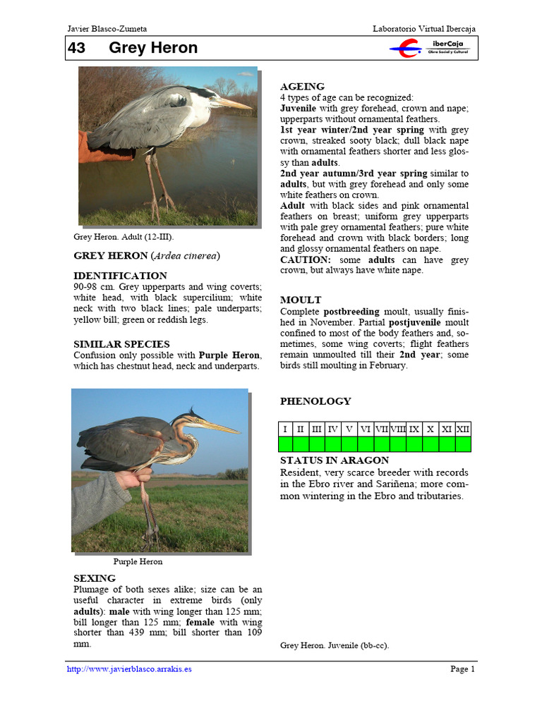 Grey Heron Identification Guide | PDF