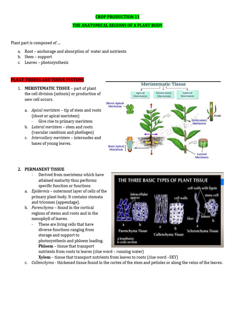 Lesson 2.the Anatomical Regions of A Plant Body | PDF | Fruit | Seed