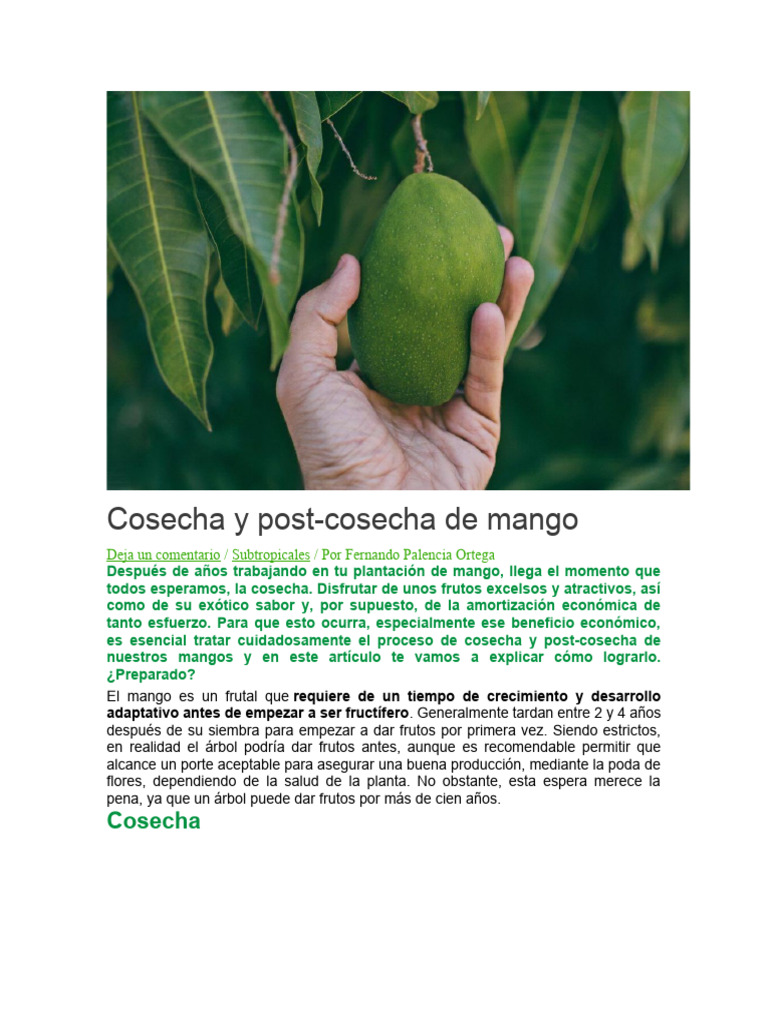 Cosecha y Post-Cosecha del Mango | PDF | Mango | Cosecha
