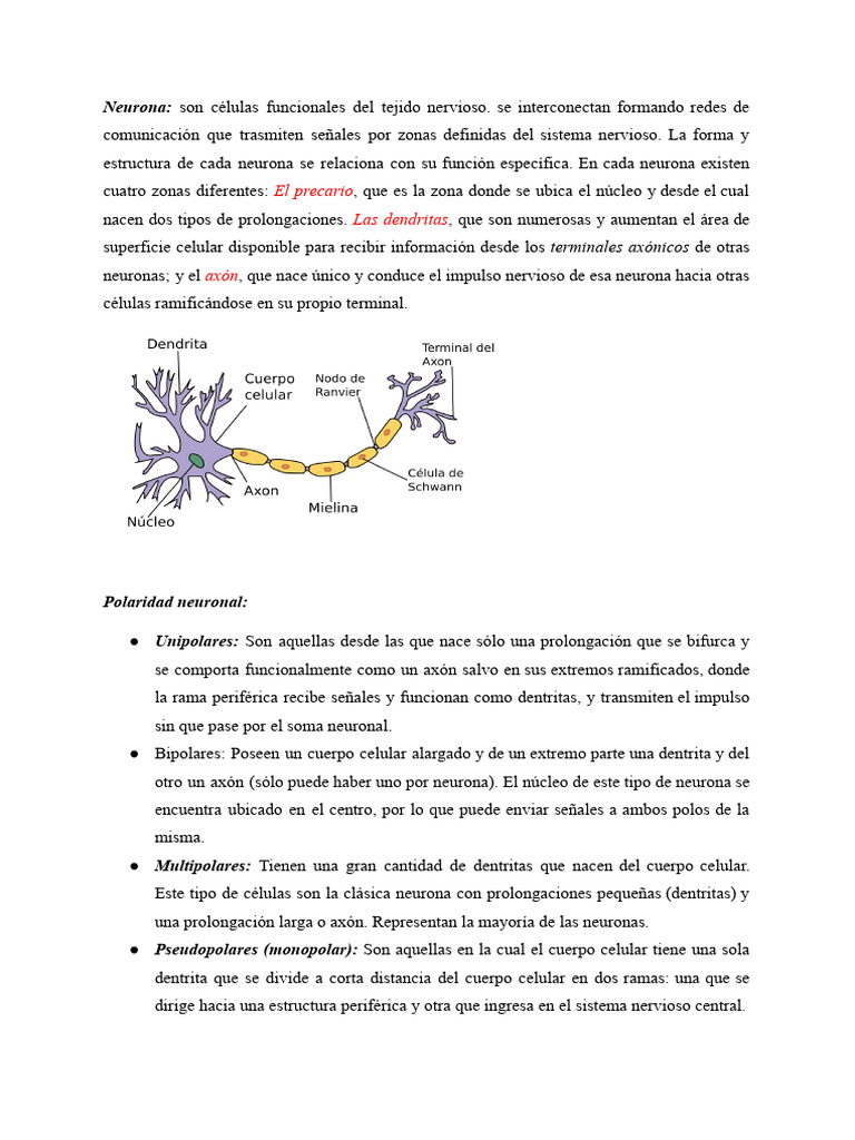 NEURONAS | PDF | Sinapsis | Neurona