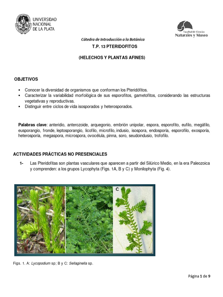 Pteridófitos: Diversidad y Morfología | PDF | Reproducción | Eucariotas