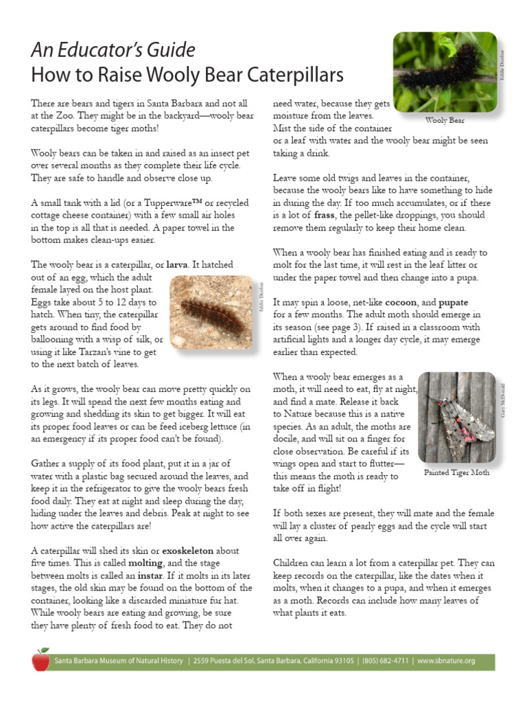 Wooly Bears | Download Free PDF | Insects | Lepidoptera