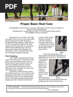 Pony Club C Test | PDF | Horse Gait | Horses