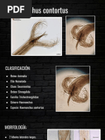 Otobius Megnini. Parasitologia. | PDF