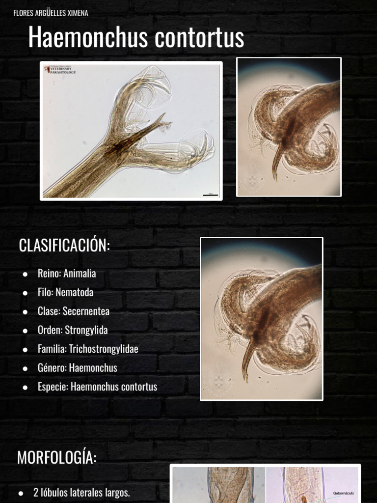 Morfología y ciclo de Haemonchus contortus | PDF | Hogar, jardinería y ...