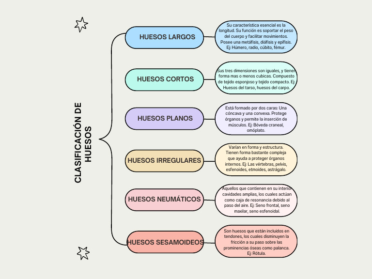 Clasificación de Huesos | PDF Clasificación de Huesos | PDF