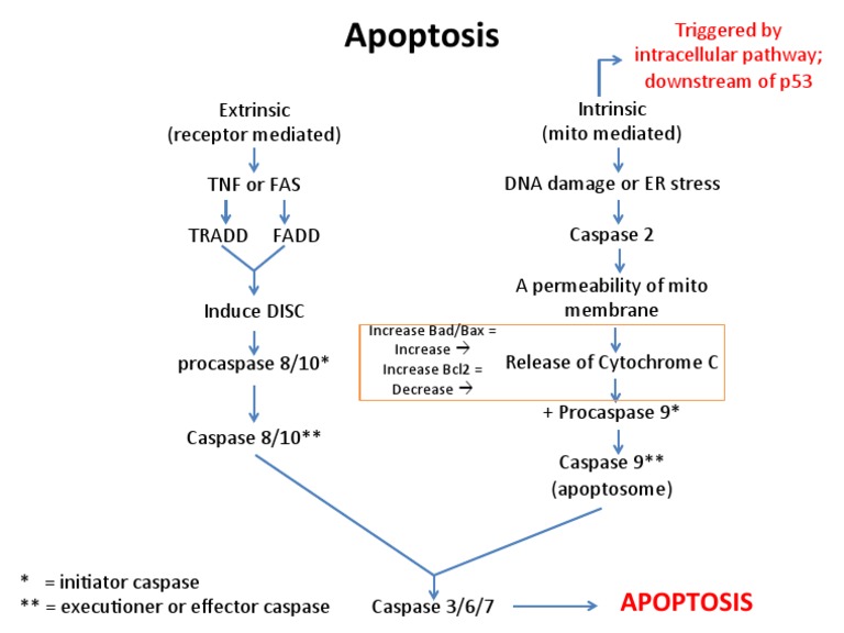 Apoptosis Flow Chart