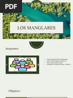 Bosque Tropical Del Pacífico (Tumbes) | PDF | Los bosques | Arboles