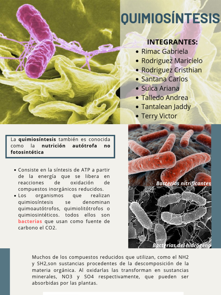 Quimiosíntesis: Proceso y Organismos | PDF